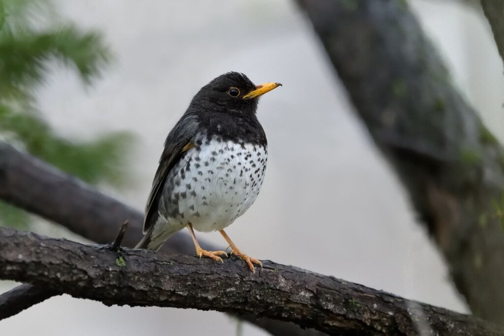 "姿良し声良し"の代表格、キビタキ｜大橋弘一の「山の鳥」エッセイ Vol.10 | YAMAP MAGAZINE