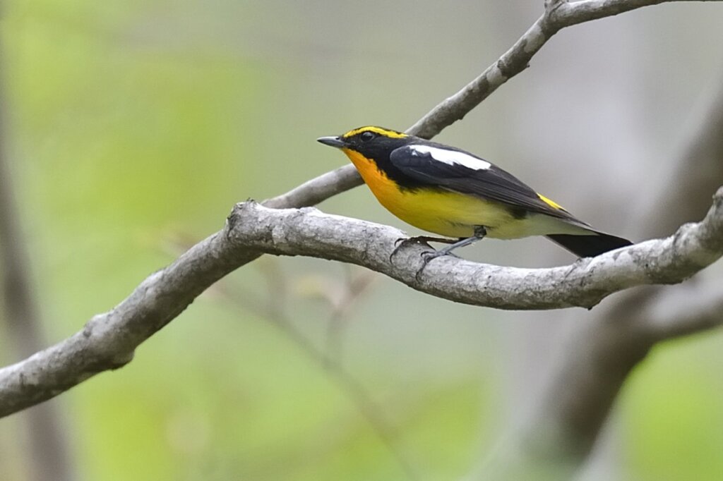 "姿良し声良し"の代表格、キビタキ｜大橋弘一の「山の鳥」エッセイ Vol.10 | YAMAP MAGAZINE