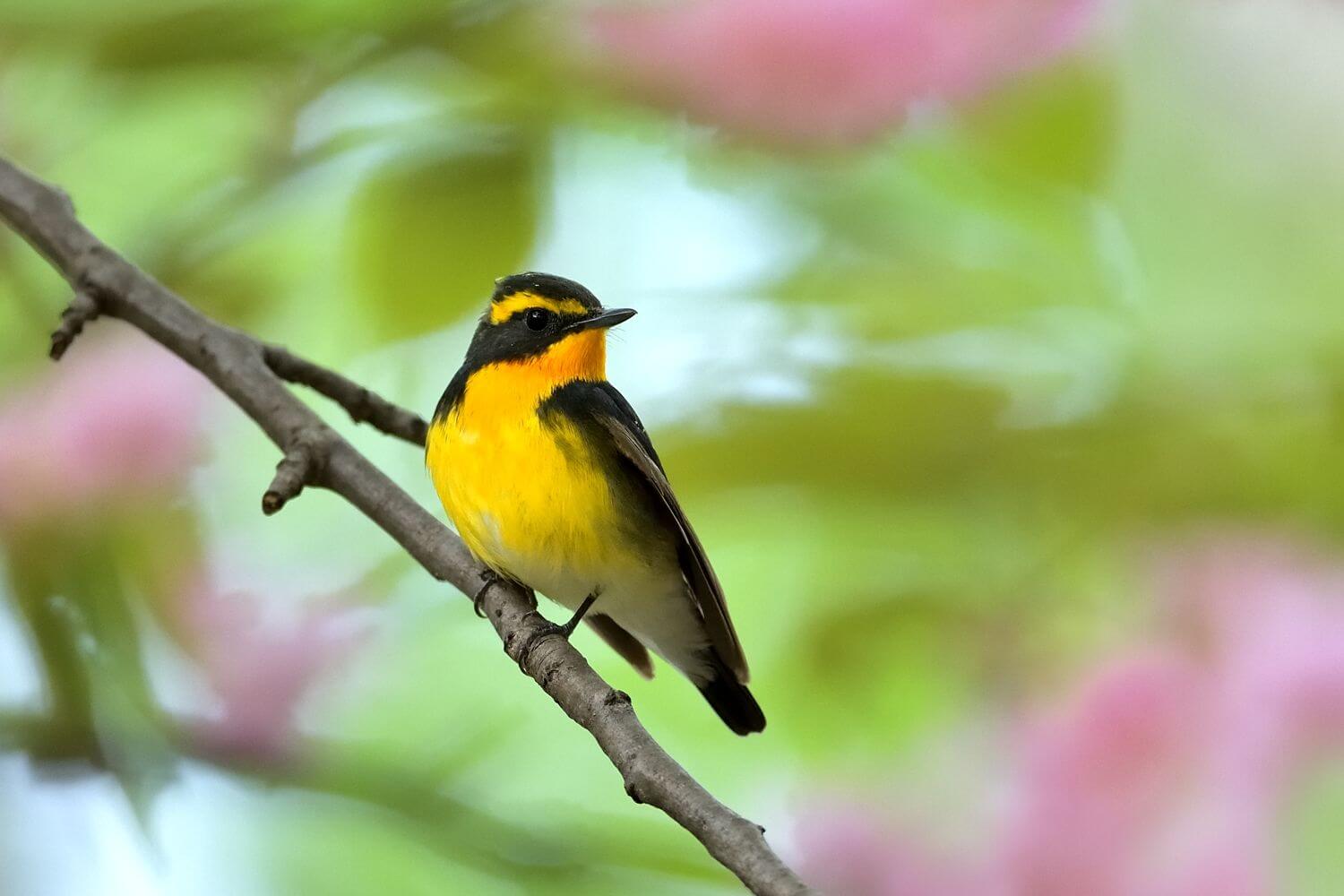 "姿良し声良し"の代表格、キビタキ｜大橋弘一の「山の鳥」エッセイ Vol.10 | YAMAP MAGAZINE