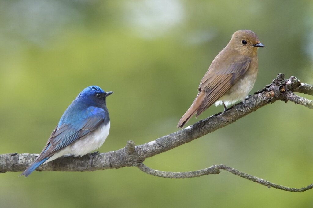 "姿良し声良し"の代表格、キビタキ｜大橋弘一の「山の鳥」エッセイ Vol.10 | YAMAP MAGAZINE