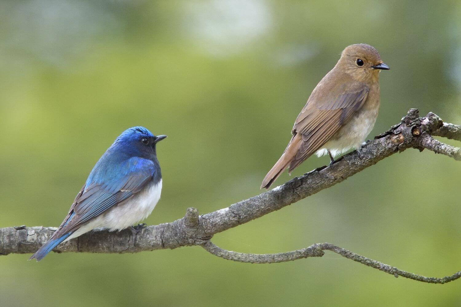 "姿良し声良し"の代表格、キビタキ｜大橋弘一の「山の鳥」エッセイ Vol.10 | YAMAP MAGAZINE