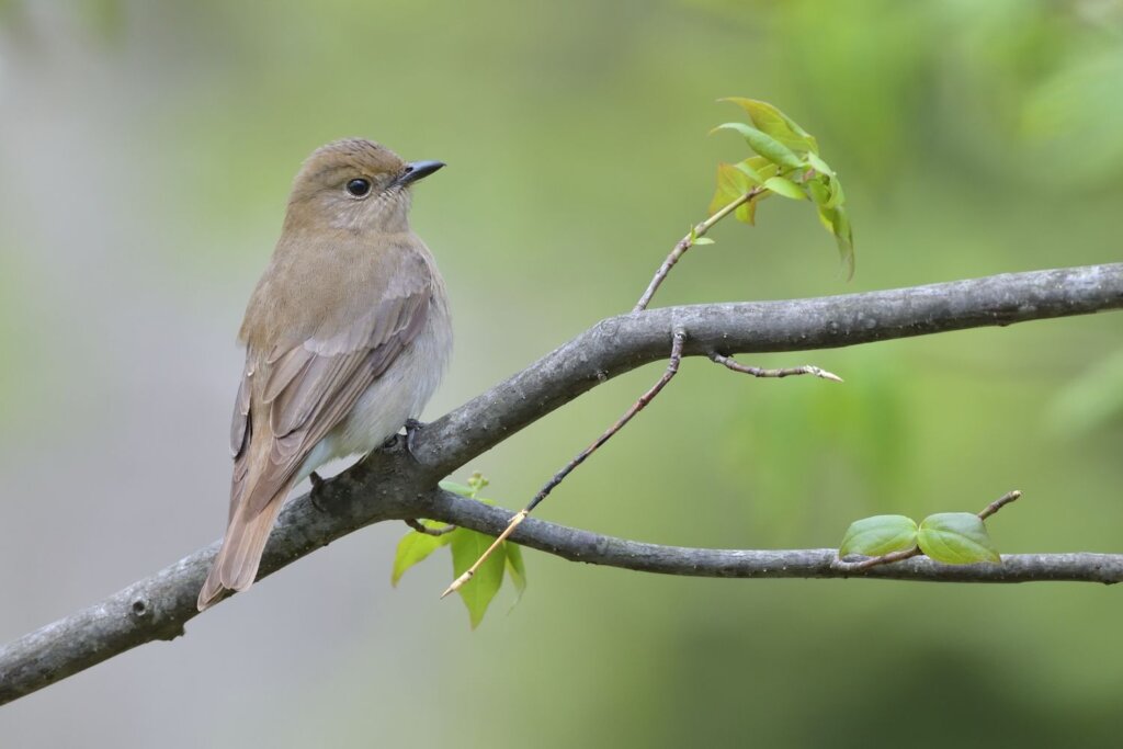 "姿良し声良し"の代表格、キビタキ｜大橋弘一の「山の鳥」エッセイ Vol.10 | YAMAP MAGAZINE