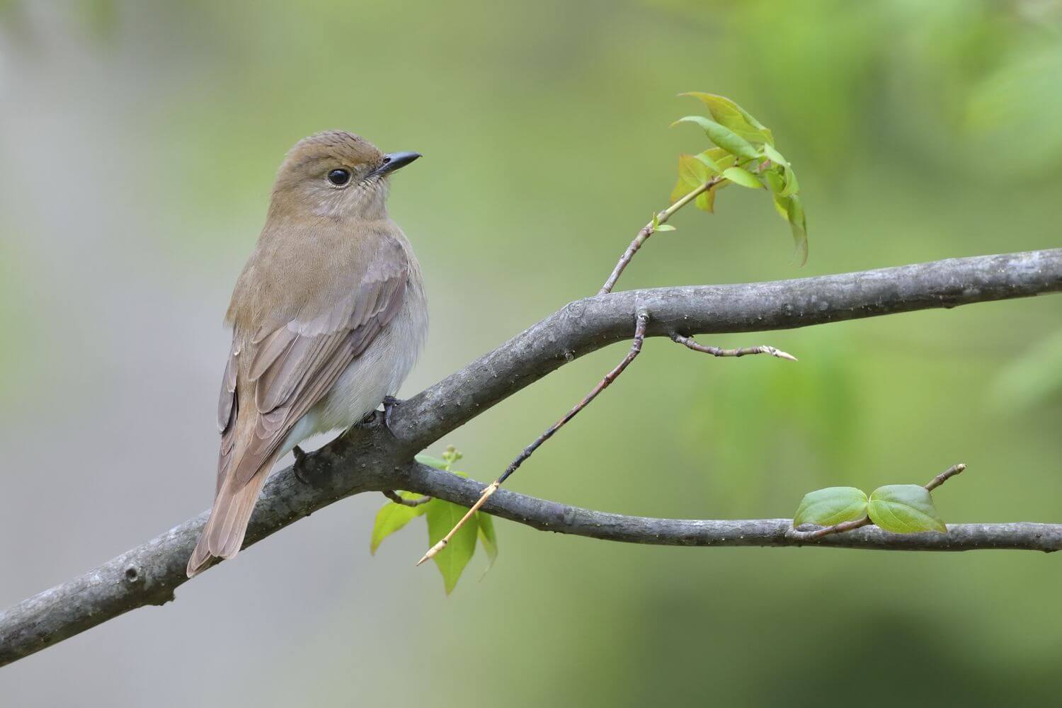 "姿良し声良し"の代表格、キビタキ｜大橋弘一の「山の鳥」エッセイ Vol.10 | YAMAP MAGAZINE