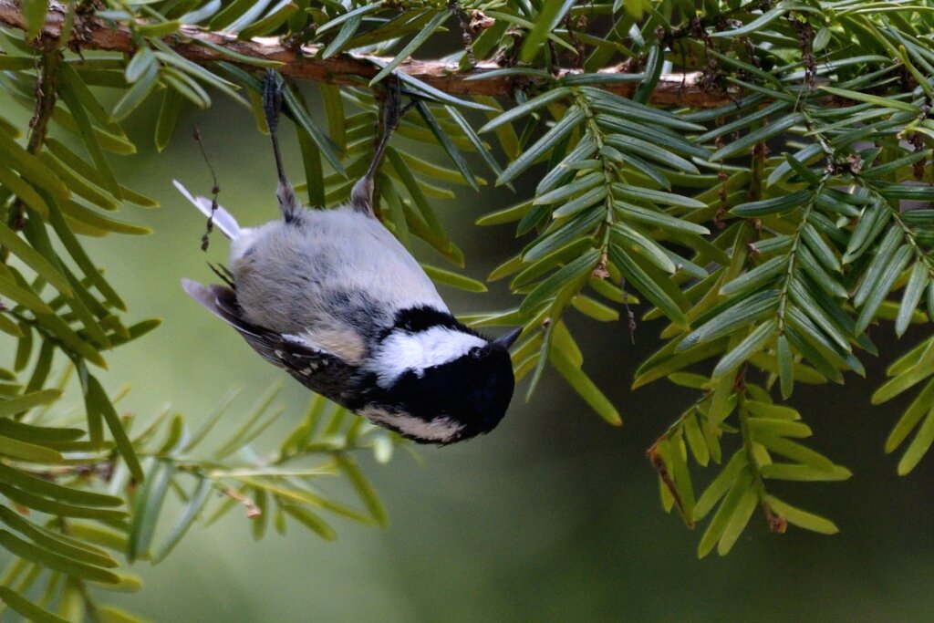 とんがり帽子の可憐な小鳥、ヒガラ｜大橋弘一の「山の鳥」エッセイ Vol.11 | YAMAP MAGAZINE