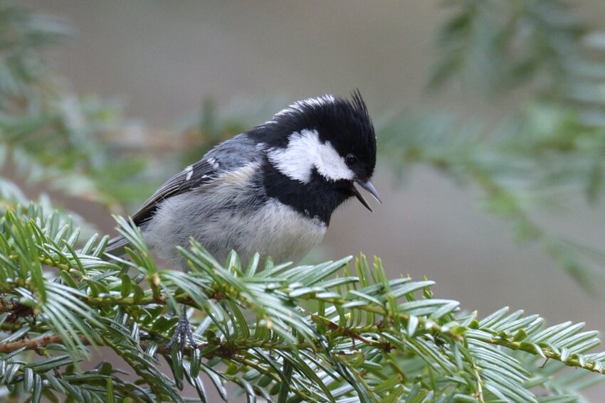 とんがり帽子の可憐な小鳥、ヒガラ｜大橋弘一の「山の鳥」エッセイ Vol.11 | YAMAP MAGAZINE