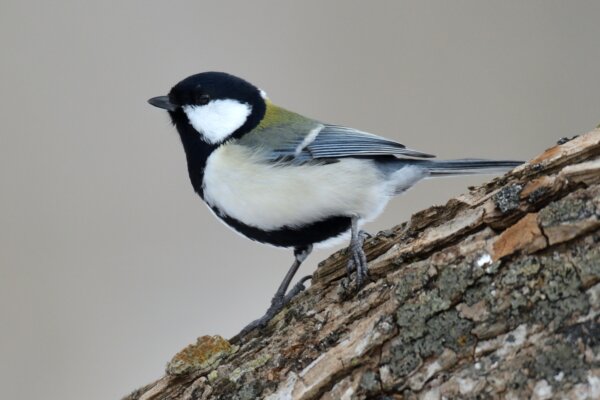 とんがり帽子の可憐な小鳥、ヒガラ｜大橋弘一の「山の鳥」エッセイ Vol.11 | YAMAP MAGAZINE