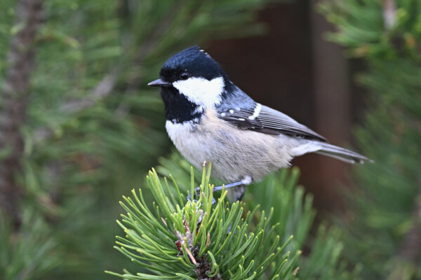 とんがり帽子の可憐な小鳥、ヒガラ｜大橋弘一の「山の鳥」エッセイ Vol.11 | YAMAP MAGAZINE