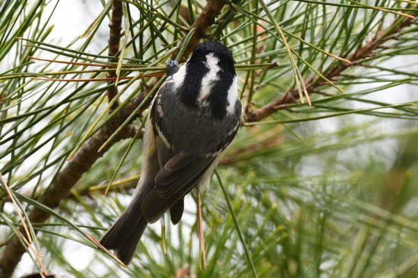 とんがり帽子の可憐な小鳥、ヒガラ｜大橋弘一の「山の鳥」エッセイ Vol.11 | YAMAP MAGAZINE