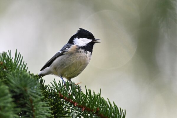 とんがり帽子の可憐な小鳥、ヒガラ｜大橋弘一の「山の鳥」エッセイ Vol.11 | YAMAP MAGAZINE