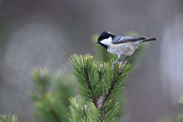 とんがり帽子の可憐な小鳥、ヒガラ｜大橋弘一の「山の鳥」エッセイ Vol.11 | YAMAP MAGAZINE