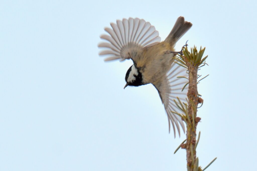とんがり帽子の可憐な小鳥、ヒガラ｜大橋弘一の「山の鳥」エッセイ Vol.11 | YAMAP MAGAZINE