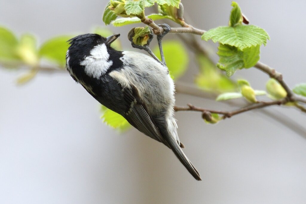 とんがり帽子の可憐な小鳥、ヒガラ｜大橋弘一の「山の鳥」エッセイ Vol.11 | YAMAP MAGAZINE