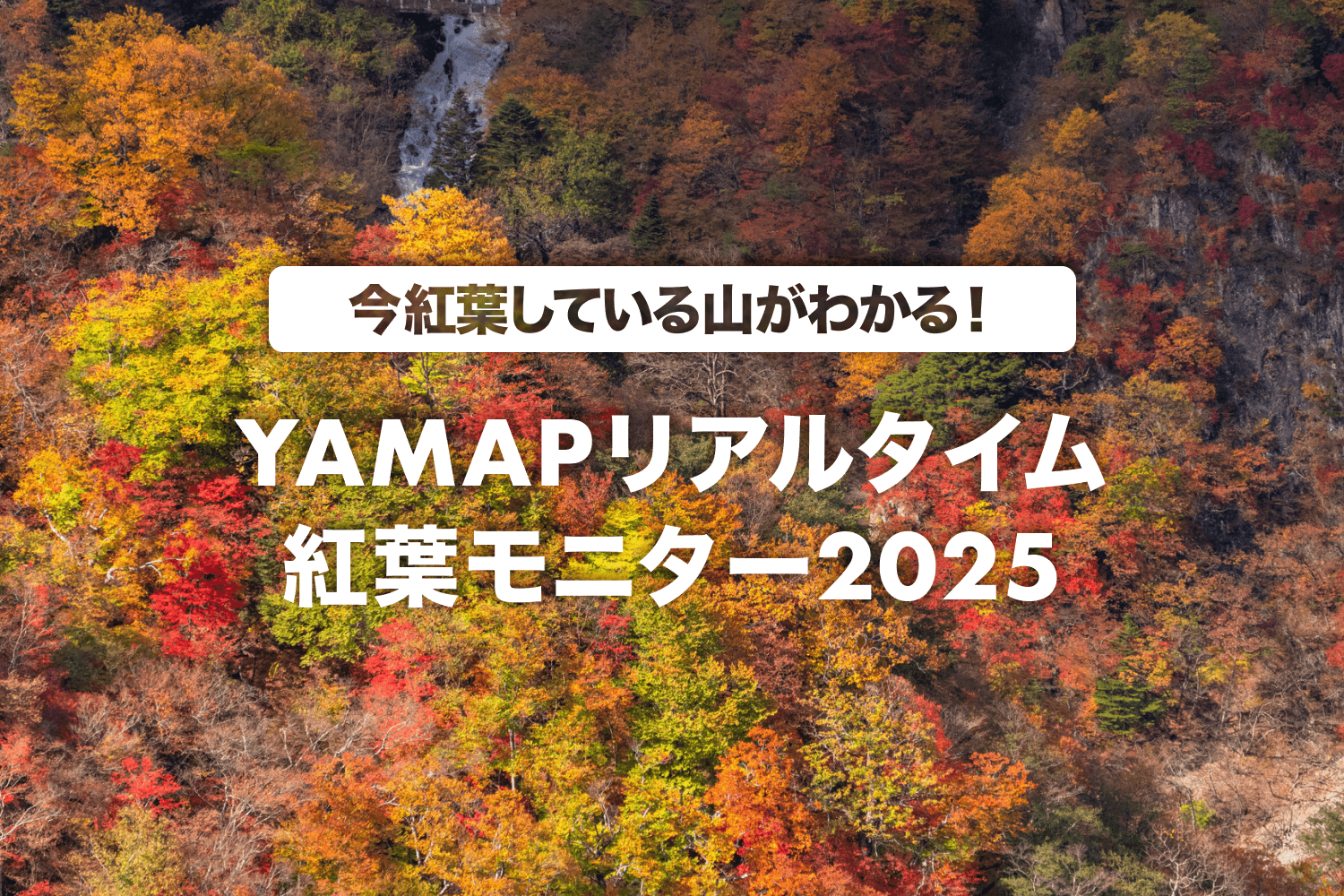 今 紅葉している山が分かる！ YAMAPリアルタイム紅葉モニター2025 | YAMAP MAGAZINE