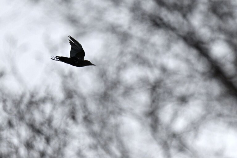 北海道を代表する鳥、クマゲラ｜大橋弘一の「山の鳥」エッセイ Vol.12 | YAMAP MAGAZINE