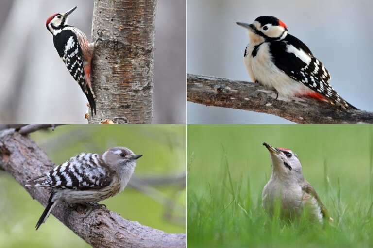北海道を代表する鳥、クマゲラ｜大橋弘一の「山の鳥」エッセイ Vol.12 | YAMAP MAGAZINE