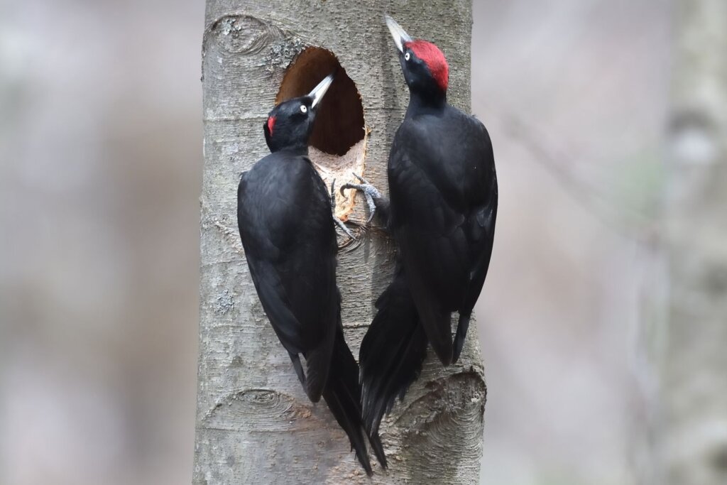 北海道を代表する鳥、クマゲラ｜大橋弘一の「山の鳥」エッセイ Vol.12 | YAMAP MAGAZINE