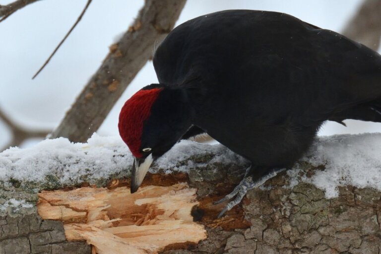 北海道を代表する鳥、クマゲラ｜大橋弘一の「山の鳥」エッセイ Vol.12 | YAMAP MAGAZINE