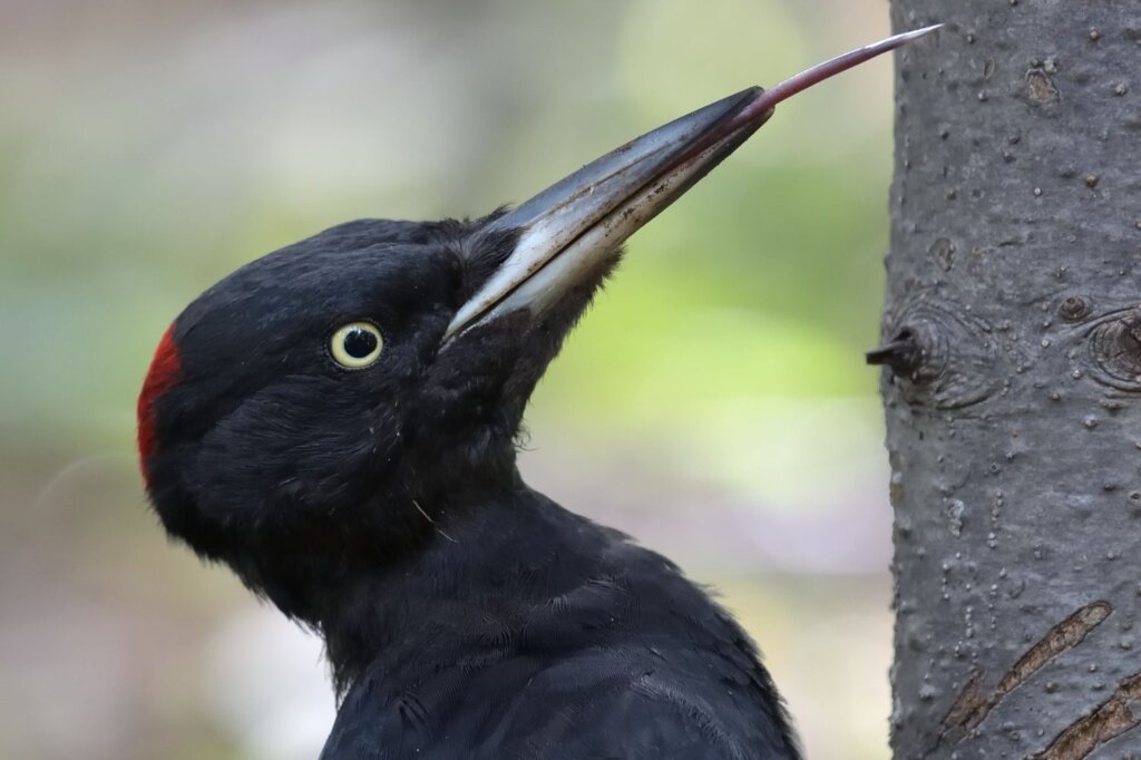 北海道を代表する鳥、クマゲラ｜大橋弘一の「山の鳥」エッセイ Vol.12 | YAMAP MAGAZINE