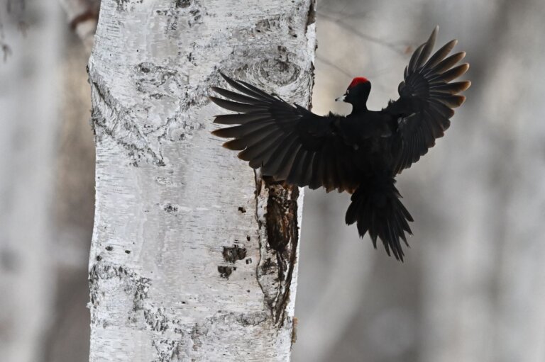 北海道を代表する鳥、クマゲラ｜大橋弘一の「山の鳥」エッセイ Vol.12 | YAMAP MAGAZINE