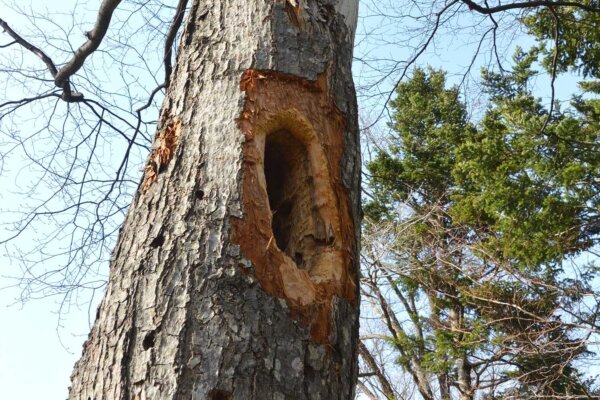 北海道を代表する鳥、クマゲラ｜大橋弘一の「山の鳥」エッセイ Vol.12 | YAMAP MAGAZINE