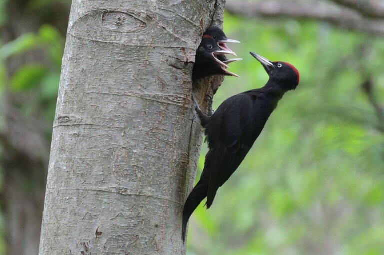 北海道を代表する鳥、クマゲラ｜大橋弘一の「山の鳥」エッセイ Vol.12 | YAMAP MAGAZINE