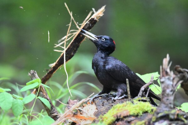 北海道を代表する鳥、クマゲラ｜大橋弘一の「山の鳥」エッセイ Vol.12 | YAMAP MAGAZINE