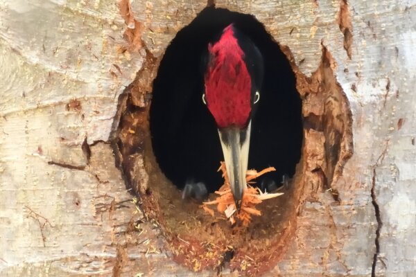 北海道を代表する鳥、クマゲラ｜大橋弘一の「山の鳥」エッセイ Vol.12 | YAMAP MAGAZINE