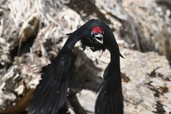 北海道を代表する鳥、クマゲラ｜大橋弘一の「山の鳥」エッセイ Vol.12 | YAMAP MAGAZINE