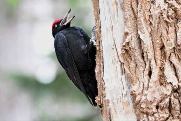 北海道を代表する鳥、クマゲラ｜大橋弘一の「山の鳥」エッセイ Vol.12 | YAMAP MAGAZINE