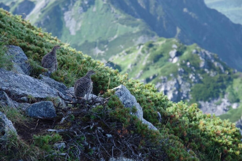 OM SYSTEM「登山の思い出」投稿キャンペーン結果発表｜素敵な物語と写真が満載 | YAMAP MAGAZINE