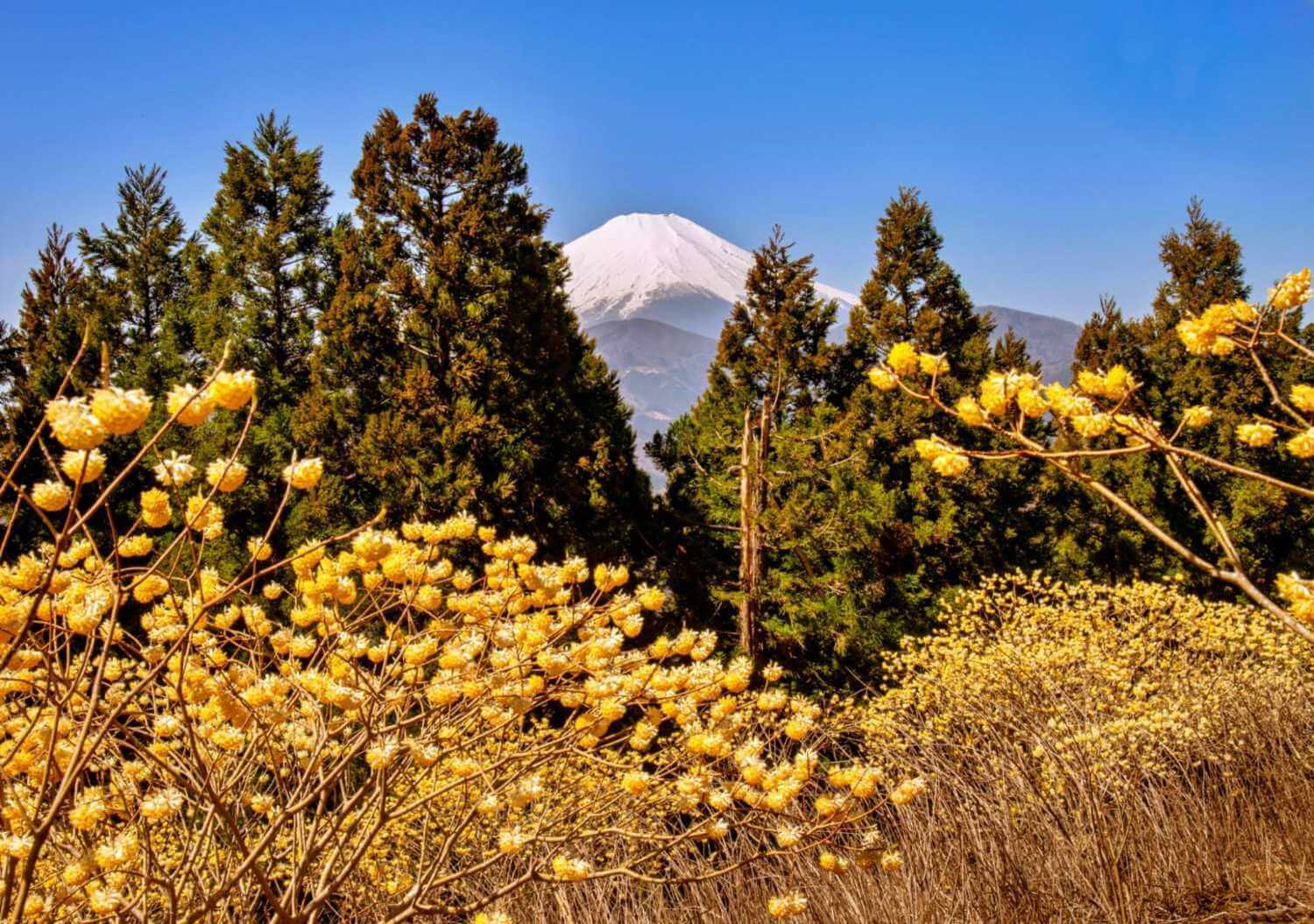富士山が見える山｜季節の花と楽しめる山特集 | YAMAP MAGAZINE
