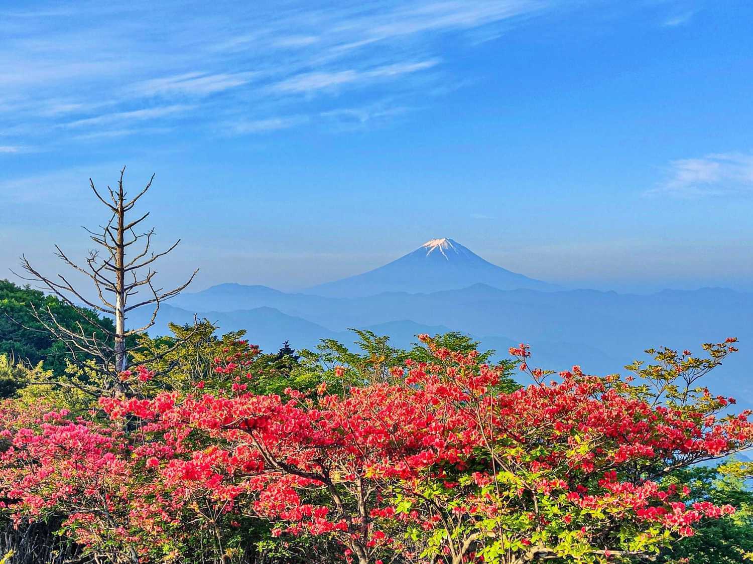 富士山が見える山｜季節の花と楽しめる山特集 | YAMAP MAGAZINE
