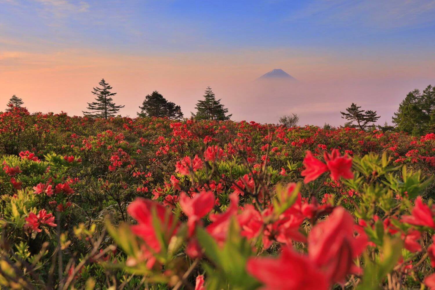 富士山が見える山｜季節の花と楽しめる山特集 | YAMAP MAGAZINE