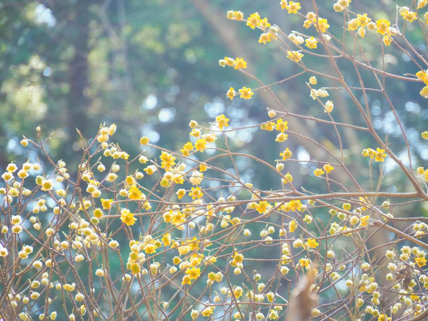 春のミツマタ山歩 | 可憐な花を楽しめるYAMAP登頂者数TOP5【東日本編】 | YAMAP MAGAZINE