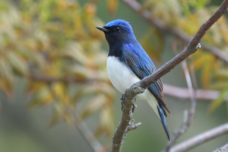 青い色の不思議、オオルリ｜大橋弘一の「山の鳥」エッセイ Vol.14 | YAMAP MAGAZINE