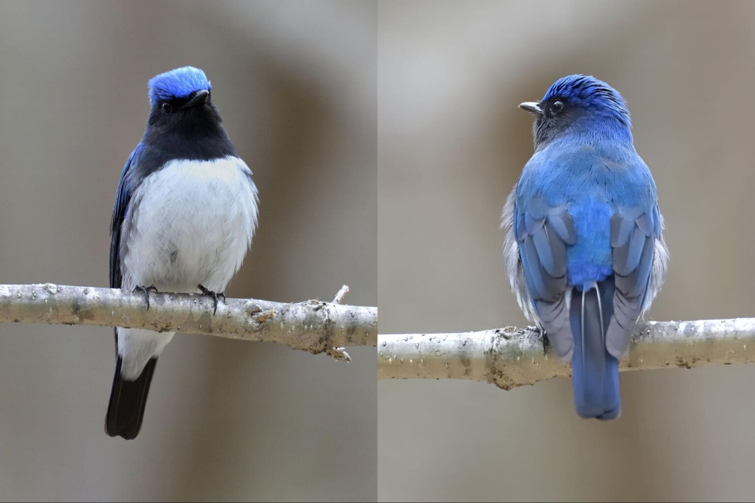 青い色の不思議、オオルリ｜大橋弘一の「山の鳥」エッセイ Vol.14 | YAMAP MAGAZINE