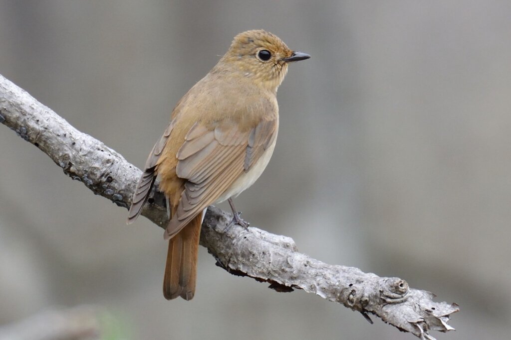 青い色の不思議、オオルリ｜大橋弘一の「山の鳥」エッセイ Vol.14 | YAMAP MAGAZINE