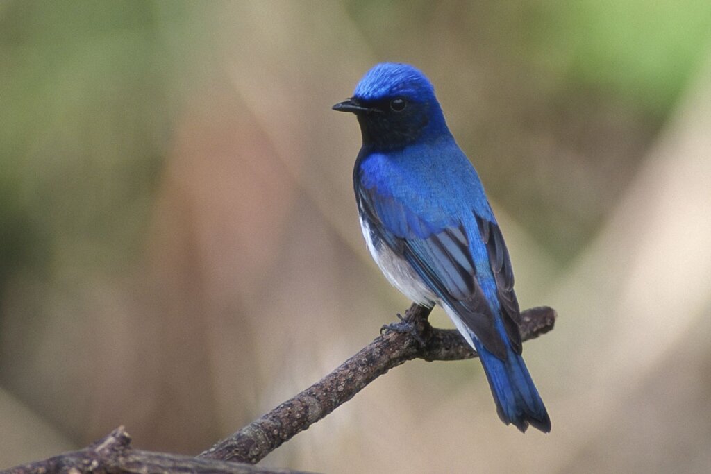 青い色の不思議、オオルリ｜大橋弘一の「山の鳥」エッセイ Vol.14 | YAMAP MAGAZINE