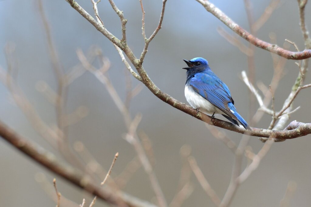 青い色の不思議、オオルリ｜大橋弘一の「山の鳥」エッセイ Vol.14 | YAMAP MAGAZINE