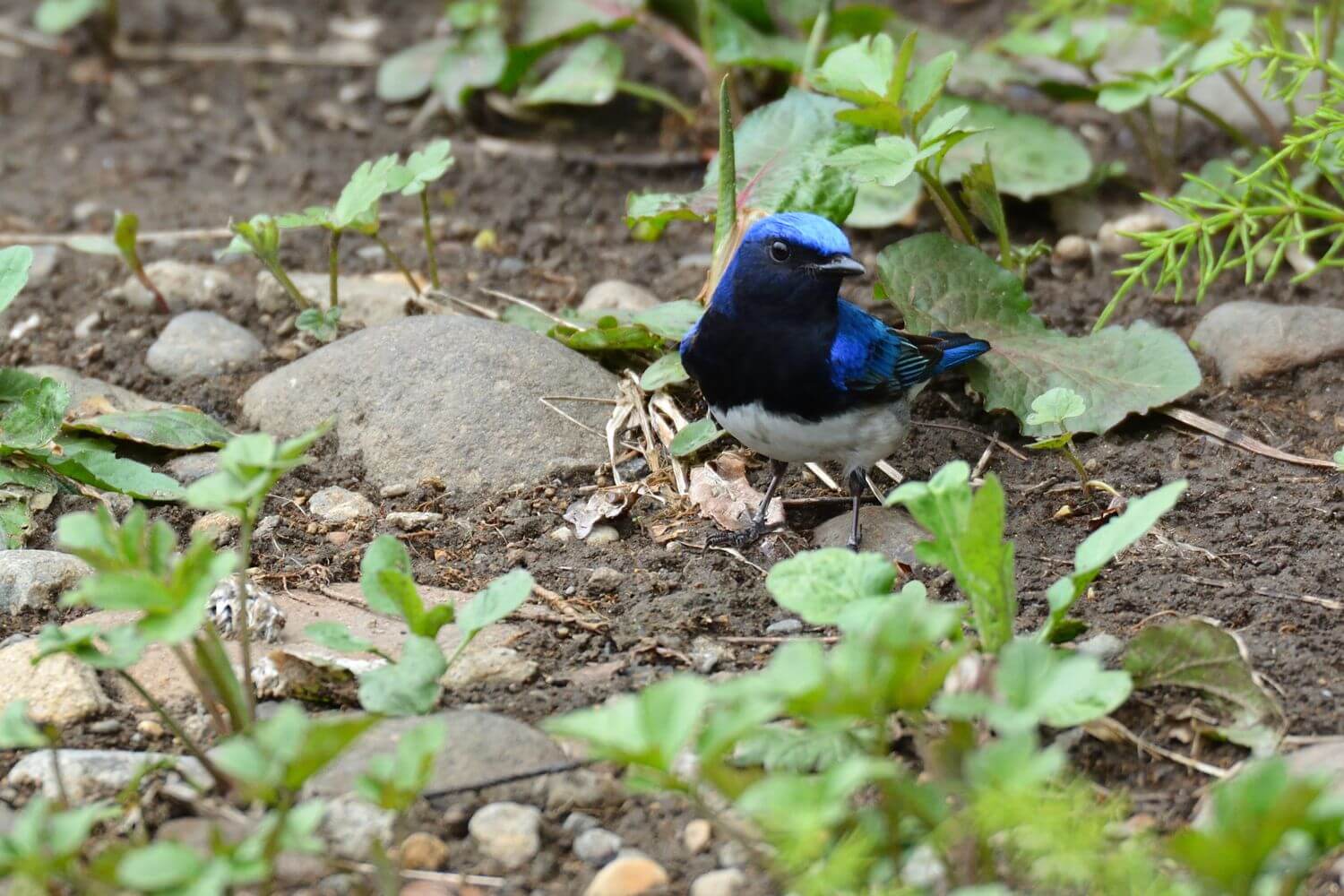 青い色の不思議、オオルリ｜大橋弘一の「山の鳥」エッセイ Vol.14 | YAMAP MAGAZINE