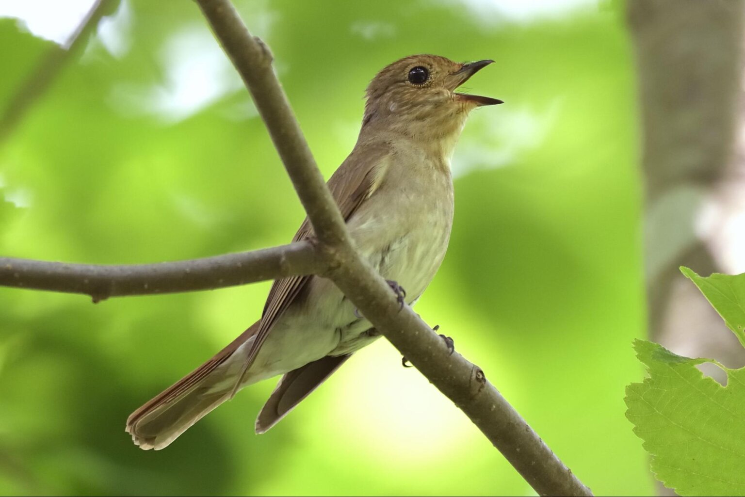 青い色の不思議、オオルリ｜大橋弘一の「山の鳥」エッセイ Vol.14 | YAMAP MAGAZINE