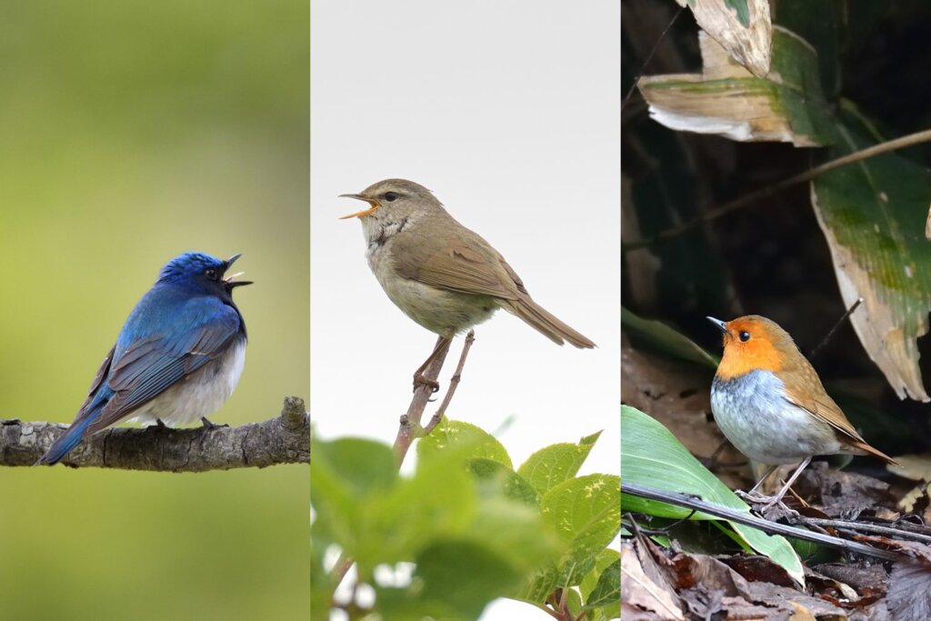 青い色の不思議、オオルリ｜大橋弘一の「山の鳥」エッセイ Vol.14 | YAMAP MAGAZINE