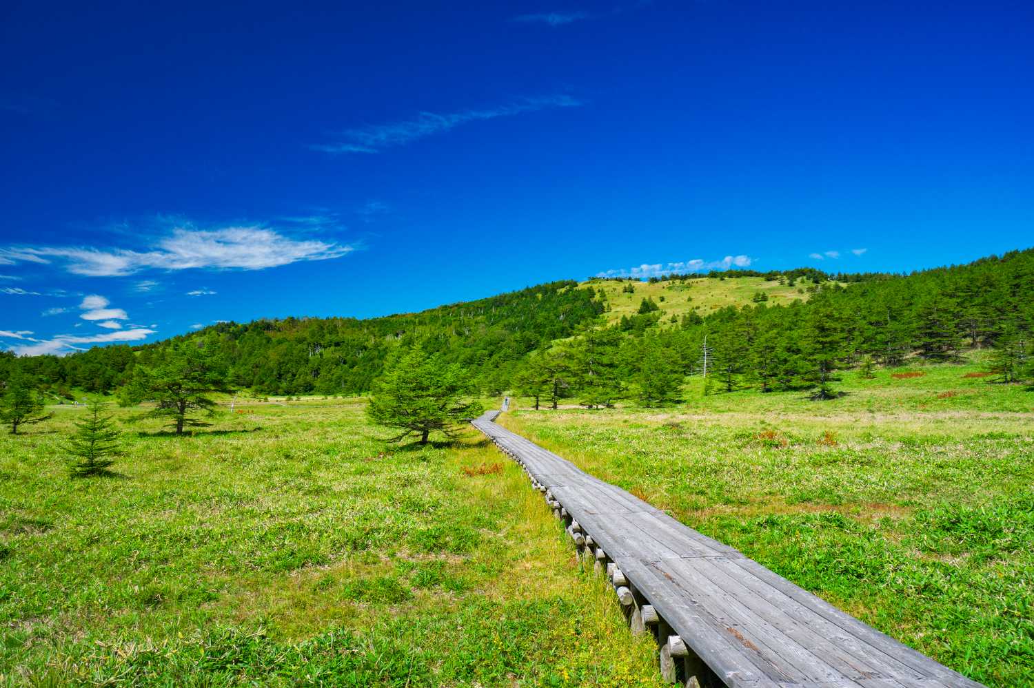 つらくない「フラット登山」に脚光｜膝にやさしく、自然とつながる【コースガイド30選】 | YAMAP MAGAZINE