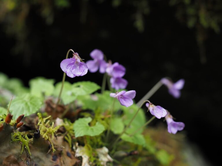 登山者注目の一眼カメラ『OM-5 Mark Ⅱ』｜雨の八ヶ岳で徹底レビュー | YAMAP MAGAZINE