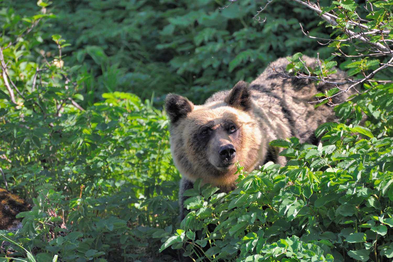 登山前に兆候は把握できる｜羅臼ヒグマ人身事故の教訓。活動日記などで確認を【クマ担当記者寄稿】 | YAMAP MAGAZINE